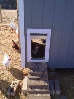 Automatic Turkey Coop Door – AdorStore Automatic Chicken Door